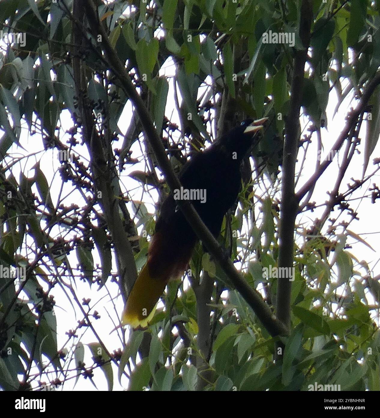 Crested Oropendola (Psarocolius decumanus) Aves Stock Photo - Alamy