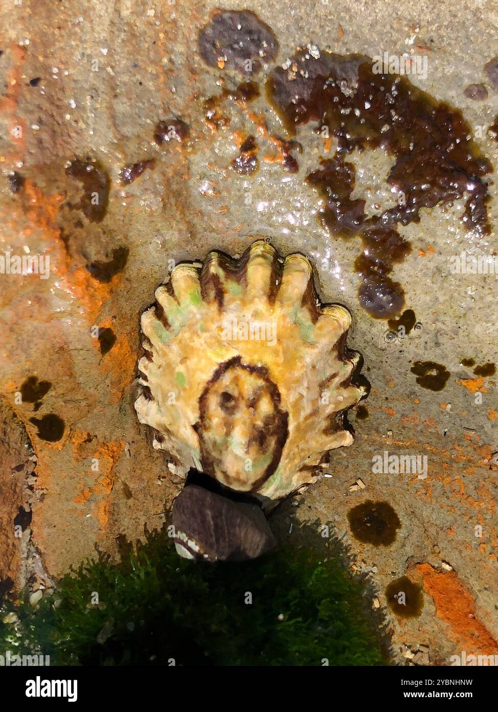 Rough Limpet (Lottia scabra) Mollusca Stock Photo - Alamy