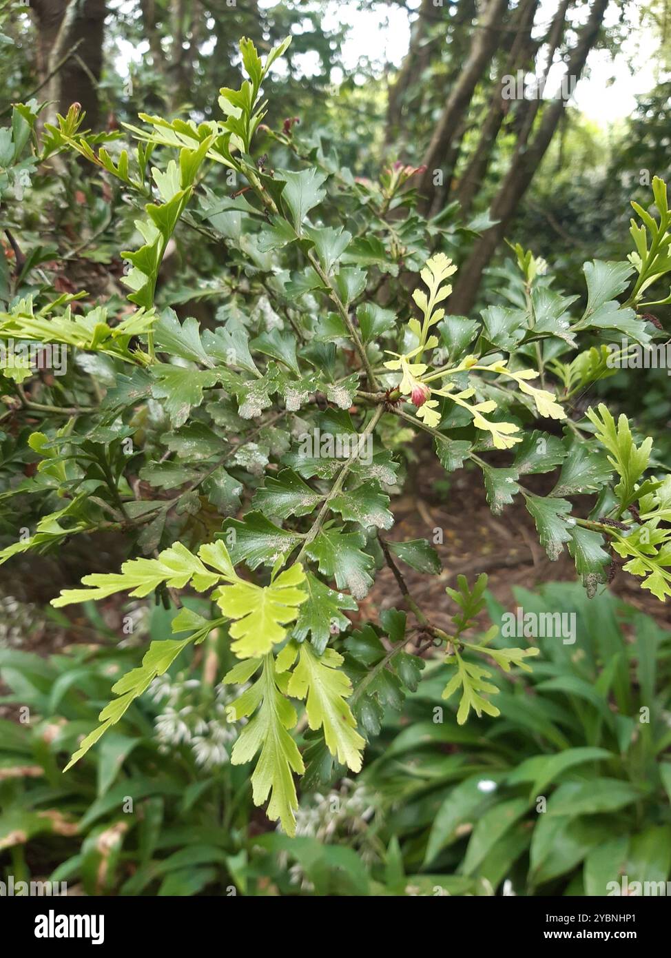 celery pine (Phyllocladus trichomanoides) Plantae Stock Photo - Alamy