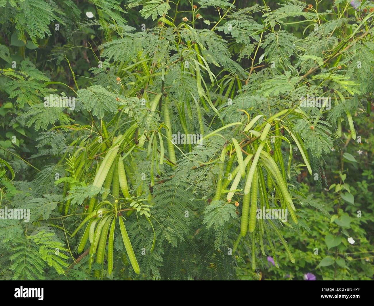 White leadtree (Leucaena leucocephala) Plantae Stock Photo - Alamy