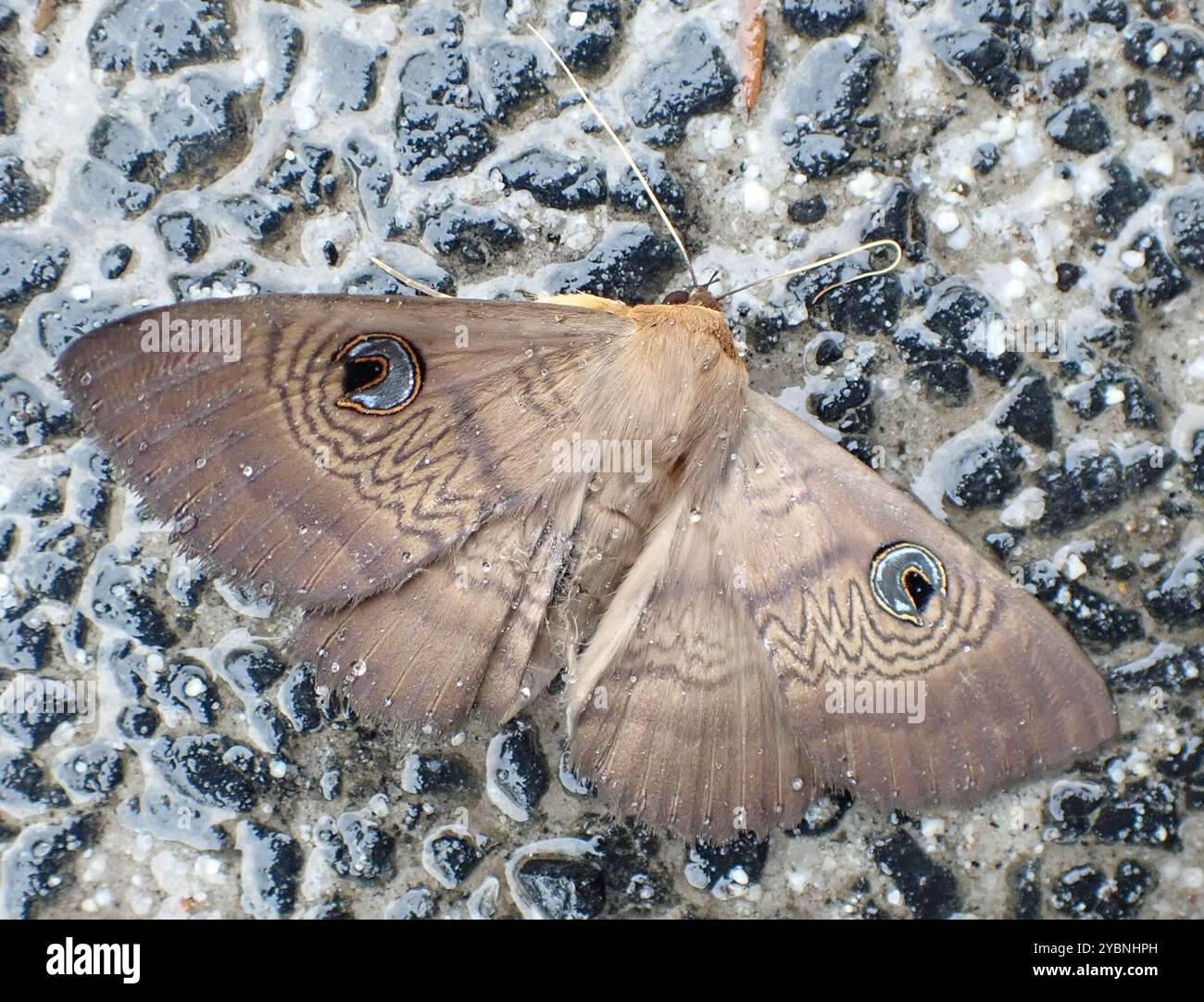 Southern Moon Moth (Dasypodia selenophora) Insecta Stock Photo - Alamy