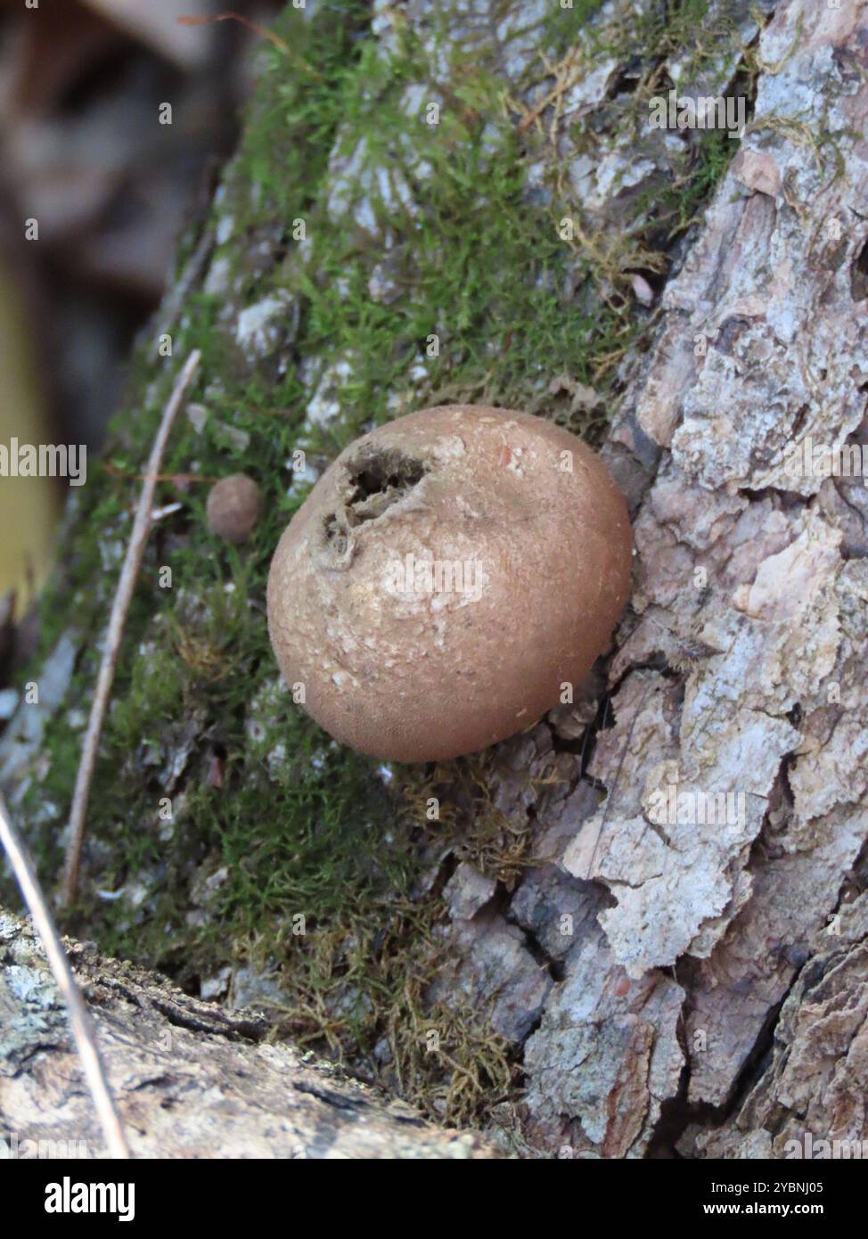 Pear-shaped Puffball (Apioperdon pyriforme) Fungi Stock Photo - Alamy