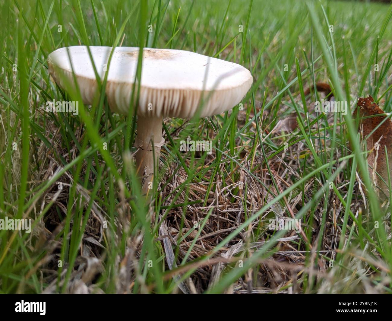 White Dapperling (Leucoagaricus leucothites) Fungi Stock Photo - Alamy
