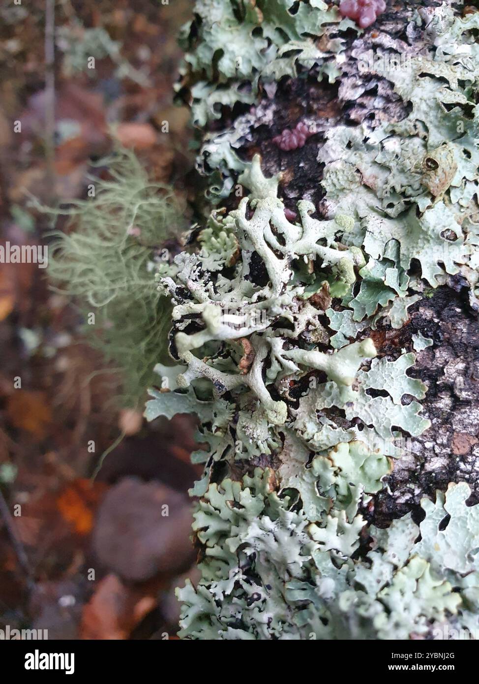 Powder-headed Tube Lichen (Hypogymnia tubulosa) Fungi Stock Photo - Alamy