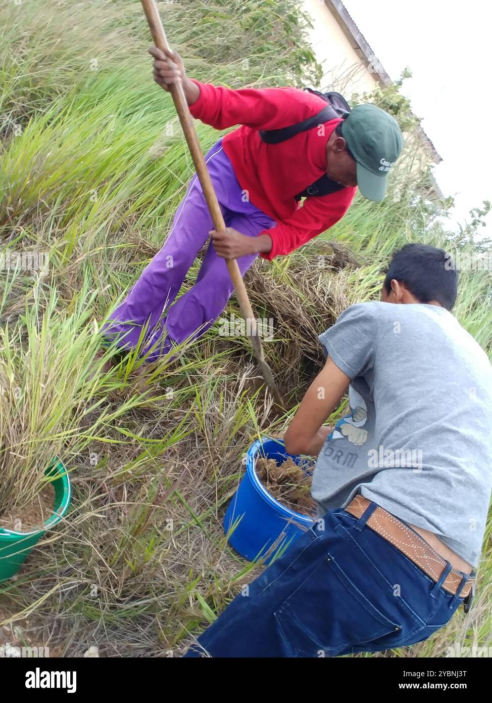 Bread Grass (Urochloa brizantha) Plantae Stock Photo - Alamy