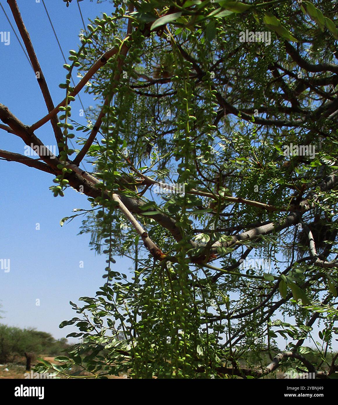 wild syringa (Burkea africana) Plantae Stock Photo - Alamy
