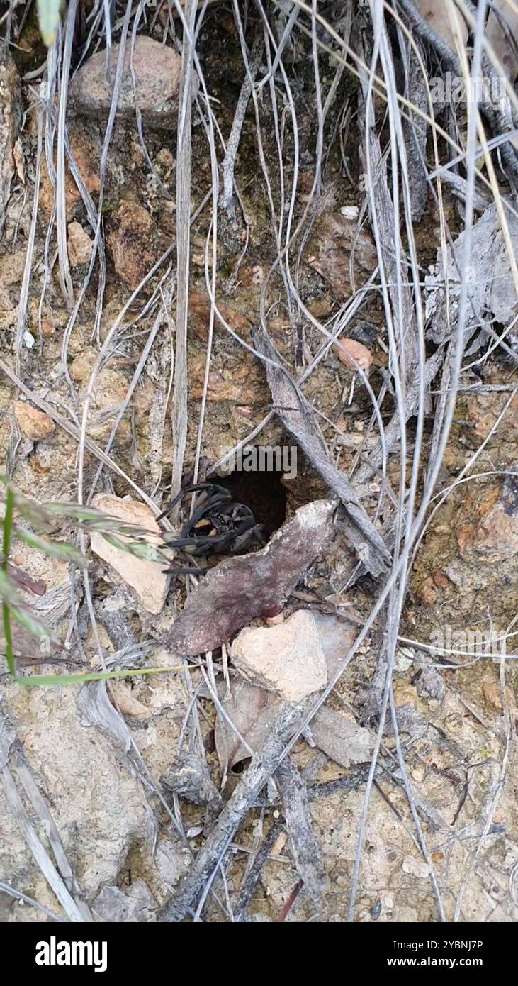 Union-Jack Wolf Spiders (Tasmanicosa) Arachnida Stock Photo - Alamy