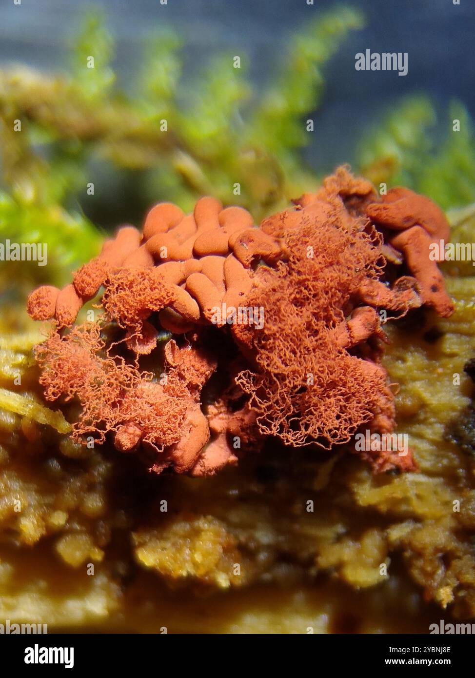 (Arcyria affinis) Protozoa Stock Photo - Alamy