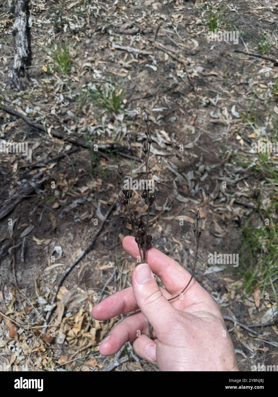 Queensland blood-lily (Haemodorum austroqueenslandicum) Plantae Stock ...