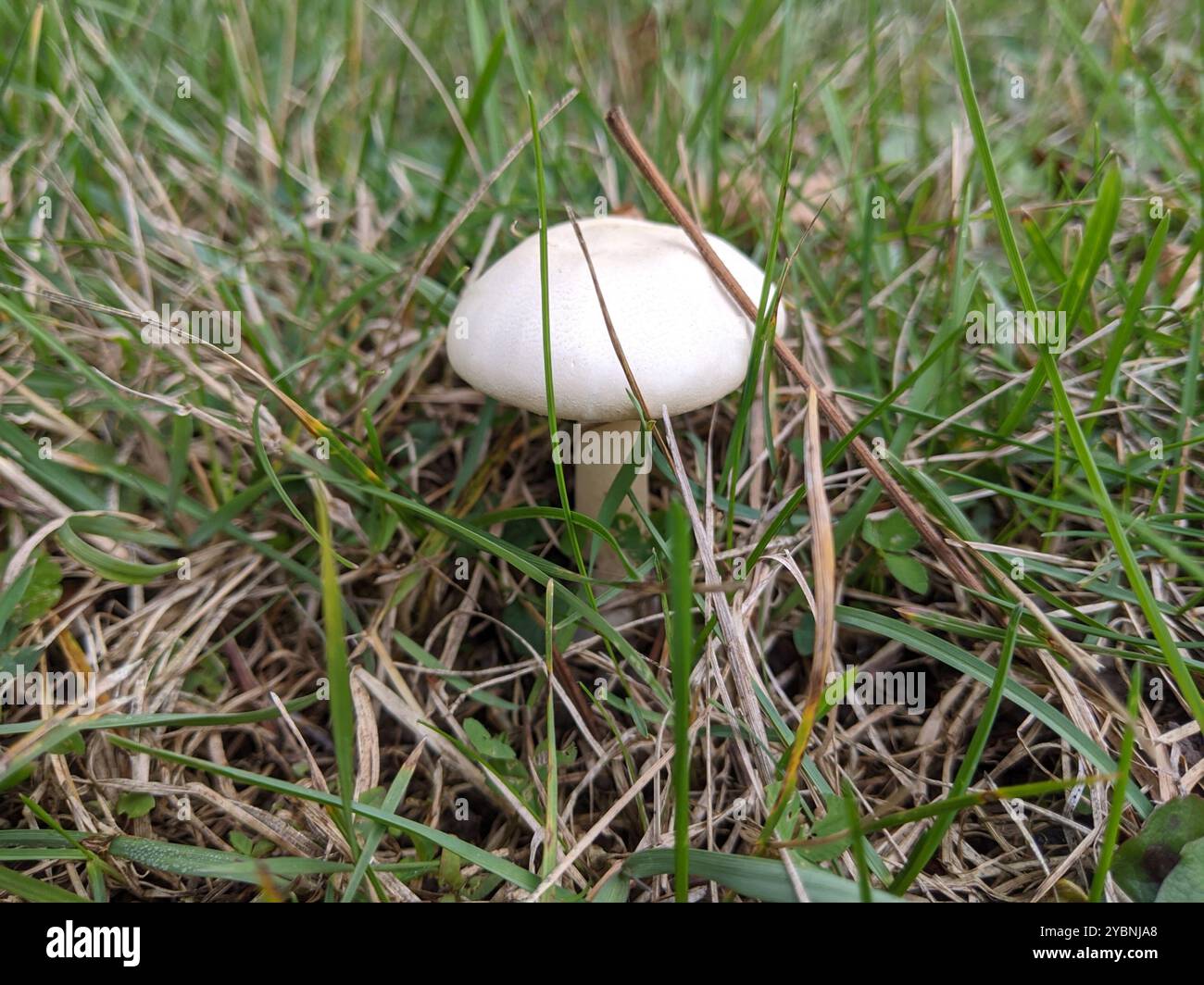 White Dapperling (Leucoagaricus leucothites) Fungi Stock Photo - Alamy
