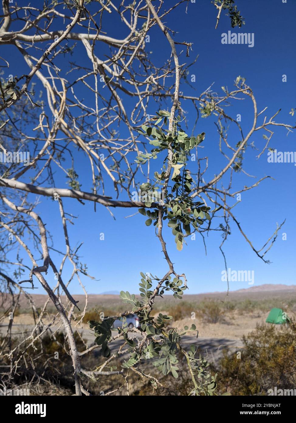 desert ironwood (Olneya tesota) Plantae Stock Photo - Alamy