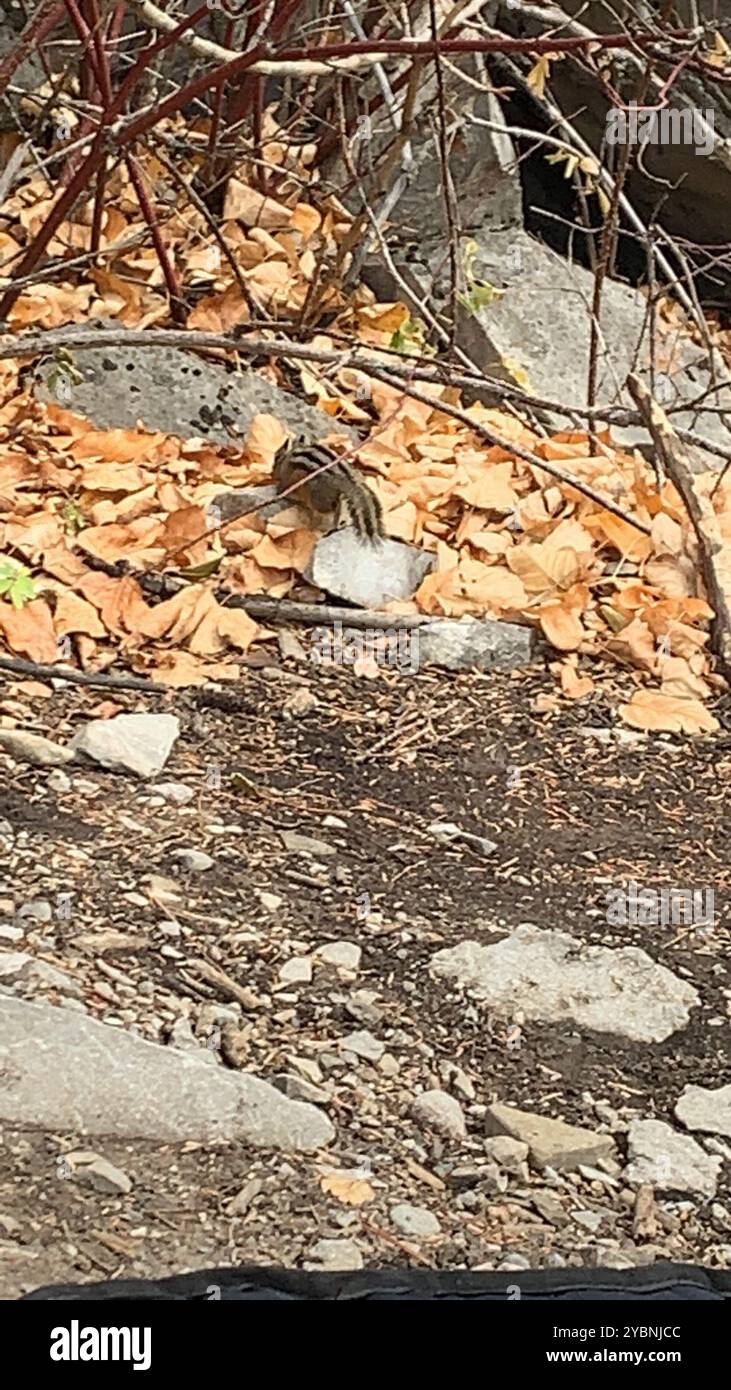 Western Chipmunks (Neotamias) Mammalia Stock Photo - Alamy