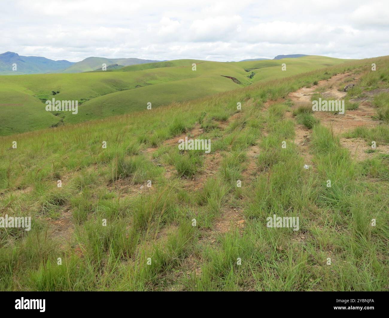 Common Russet Grass (Loudetia simplex) Plantae Stock Photo - Alamy
