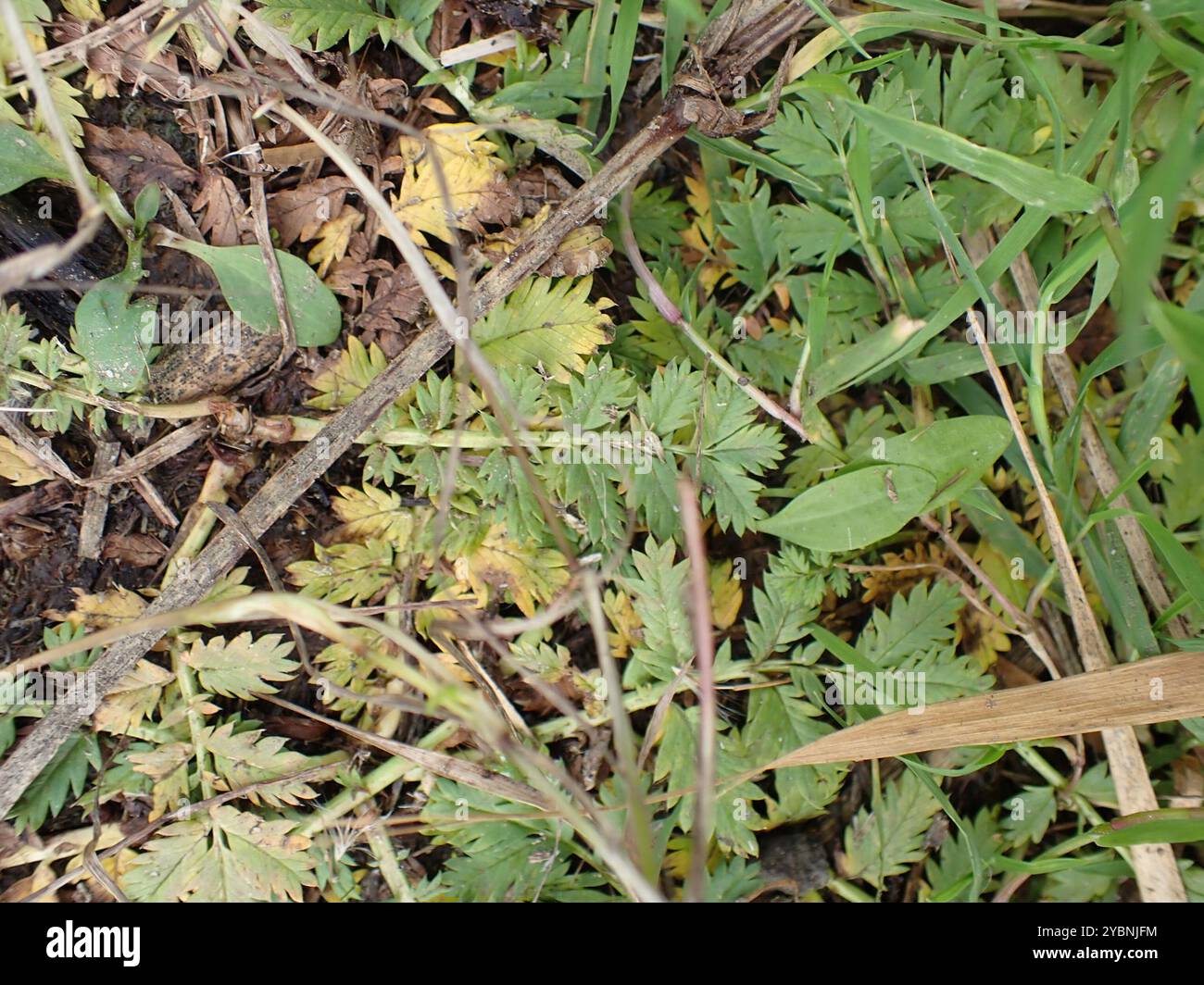 Redstem Stork's-bill (Erodium cicutarium) Plantae Stock Photo - Alamy