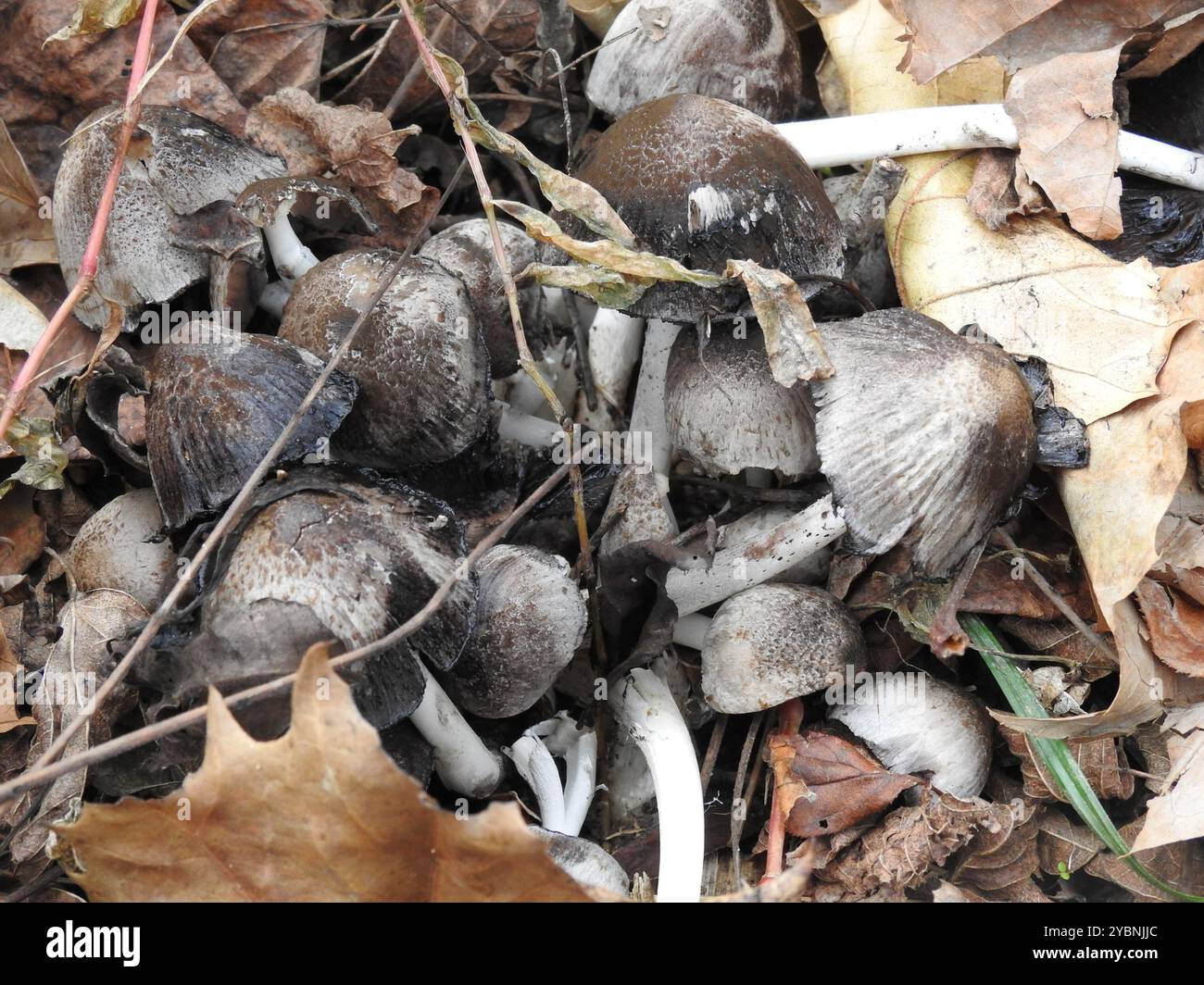 Common Ink Cap (Coprinopsis atramentaria) Fungi Stock Photo - Alamy