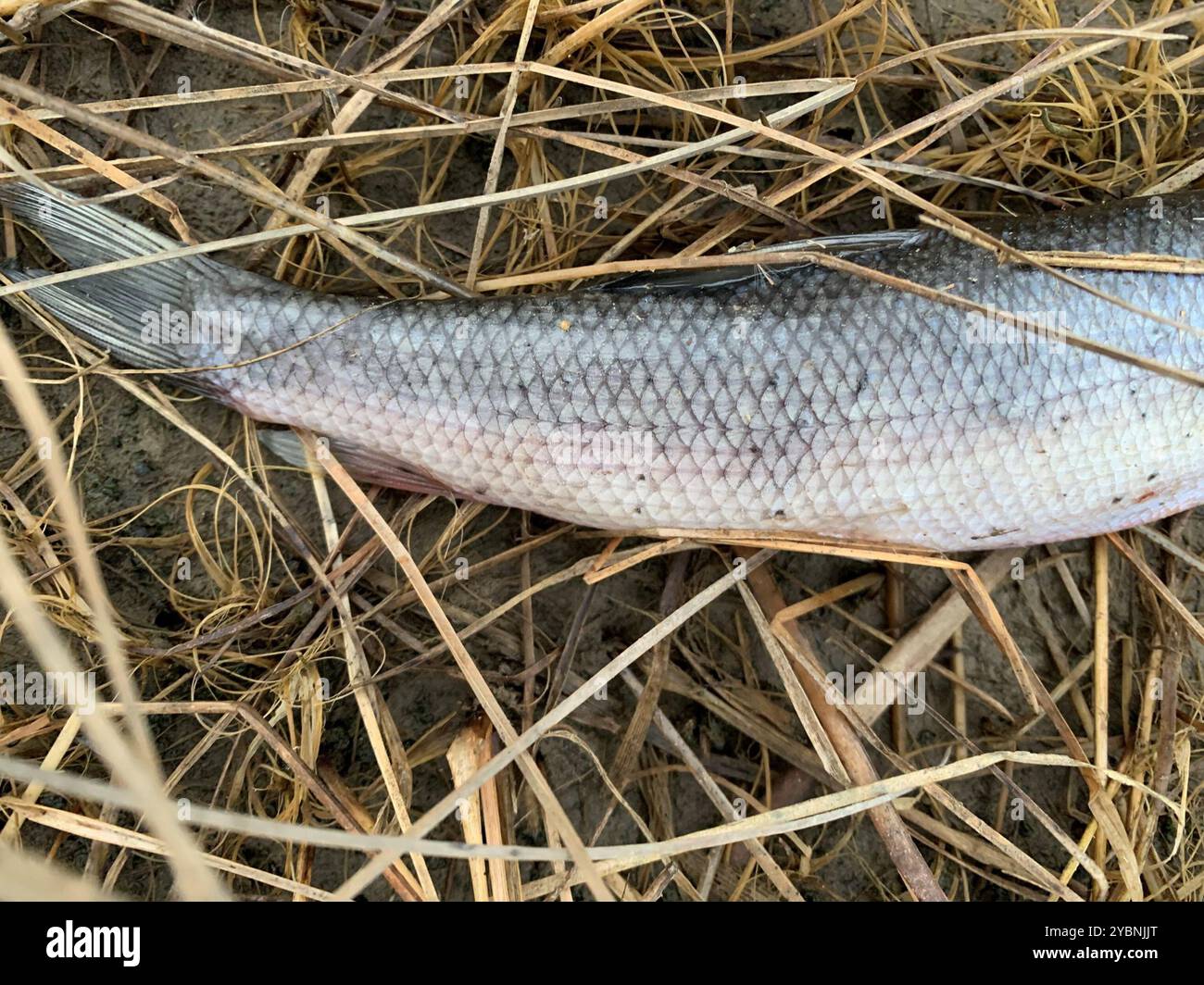 White Sucker (Catostomus commersonii) Actinopterygii Stock Photo - Alamy