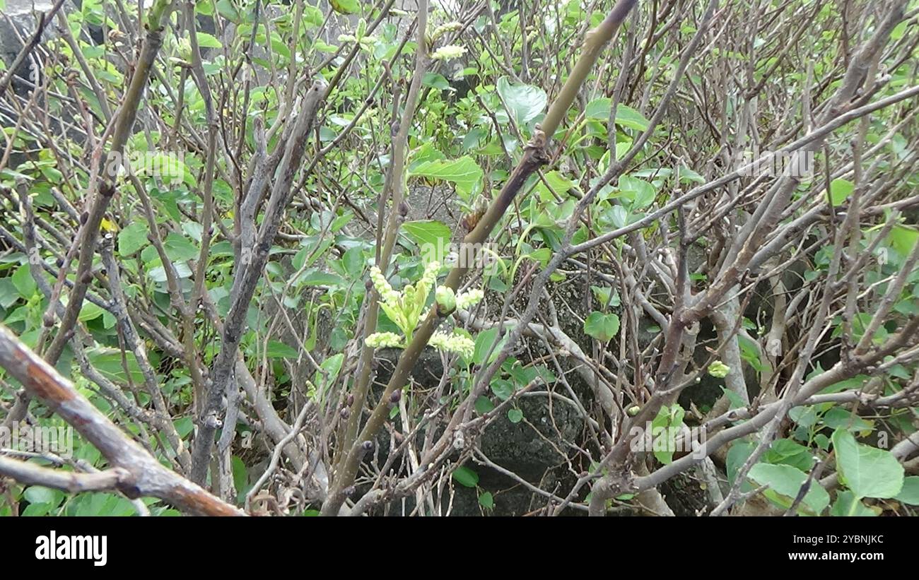 Korean mulberry (Morus indica) Plantae Stock Photo - Alamy