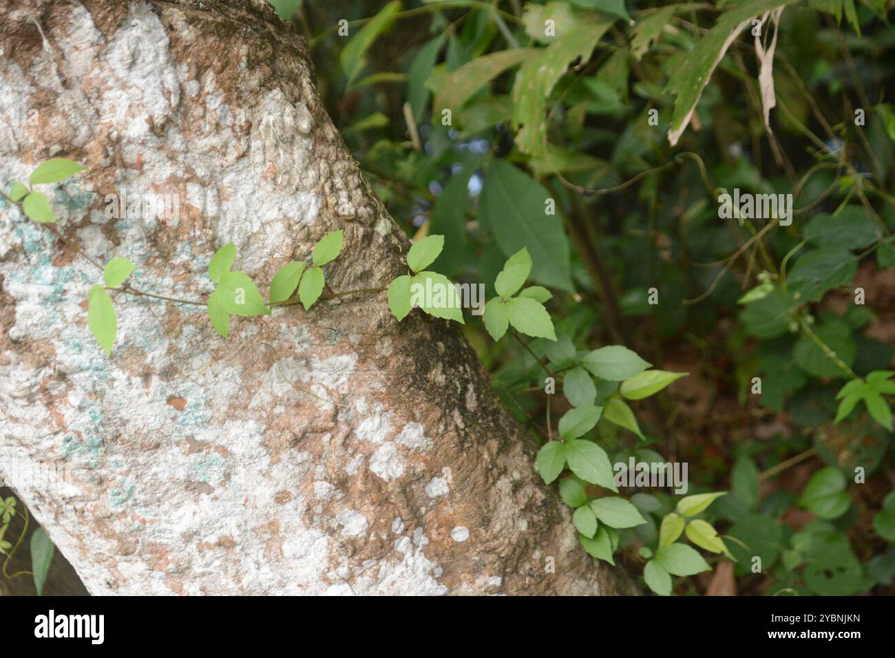 Three-Leaved Wild Vine (Causonis trifolia) Plantae Stock Photo - Alamy