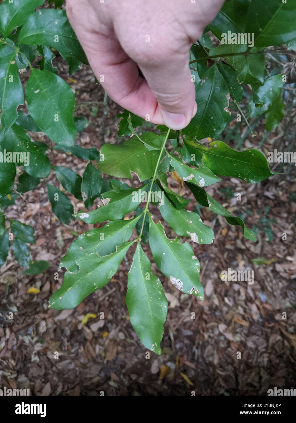 brush teak (Toechima tenax) Plantae Stock Photo - Alamy