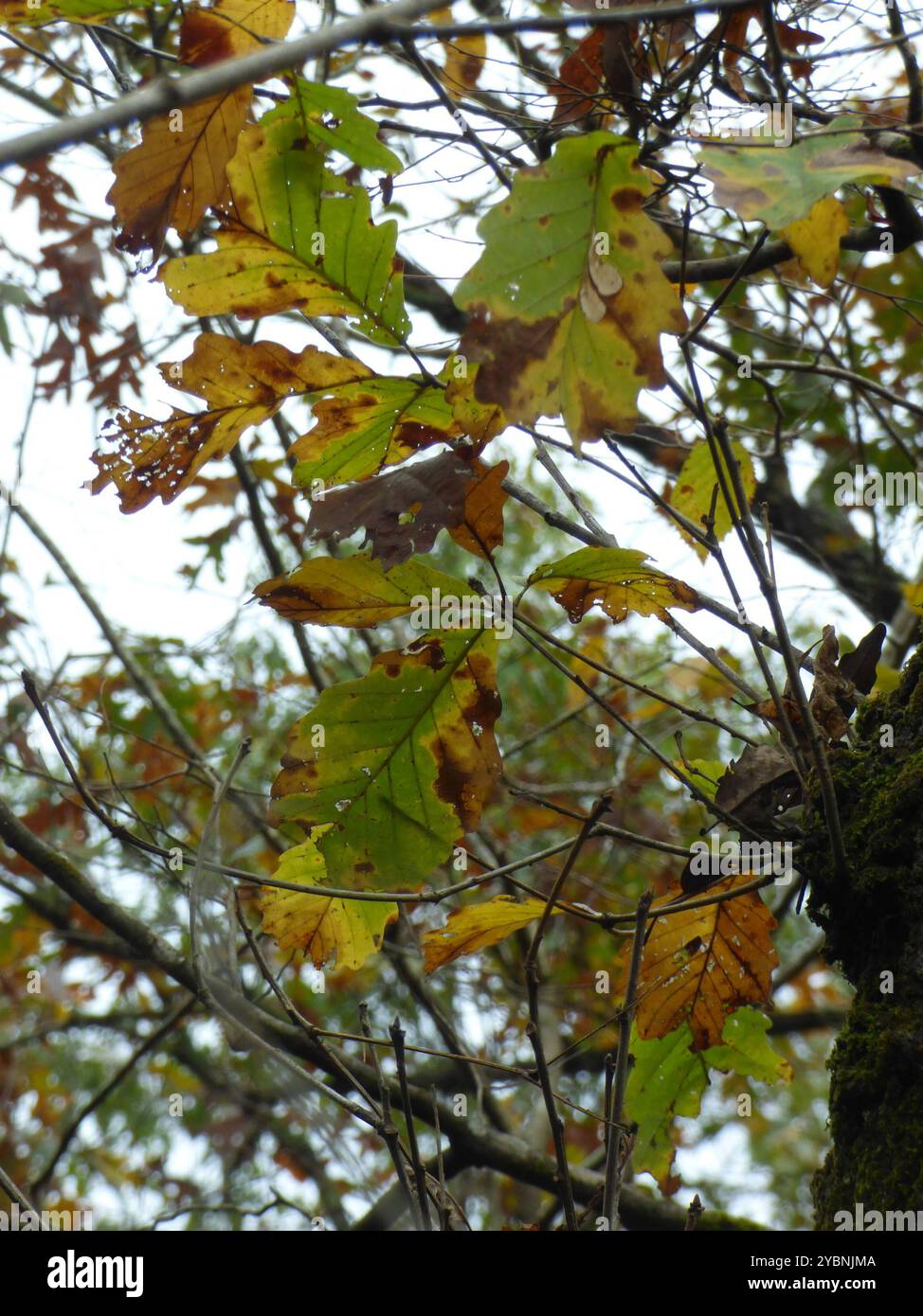 chestnut oak (Quercus montana) Plantae Stock Photo - Alamy