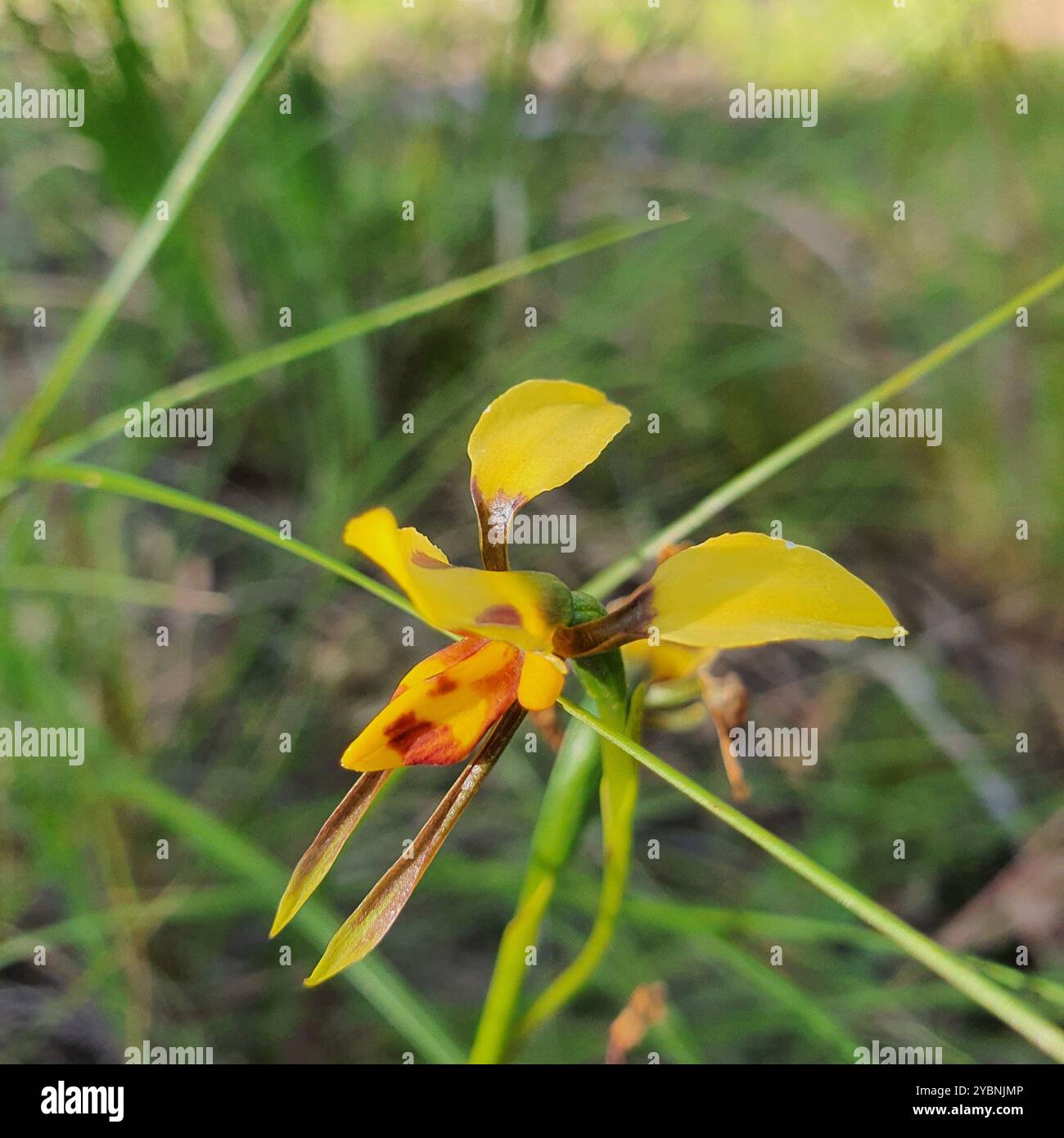 Tiger Orchid (Diuris sulphurea) Plantae Stock Photo - Alamy