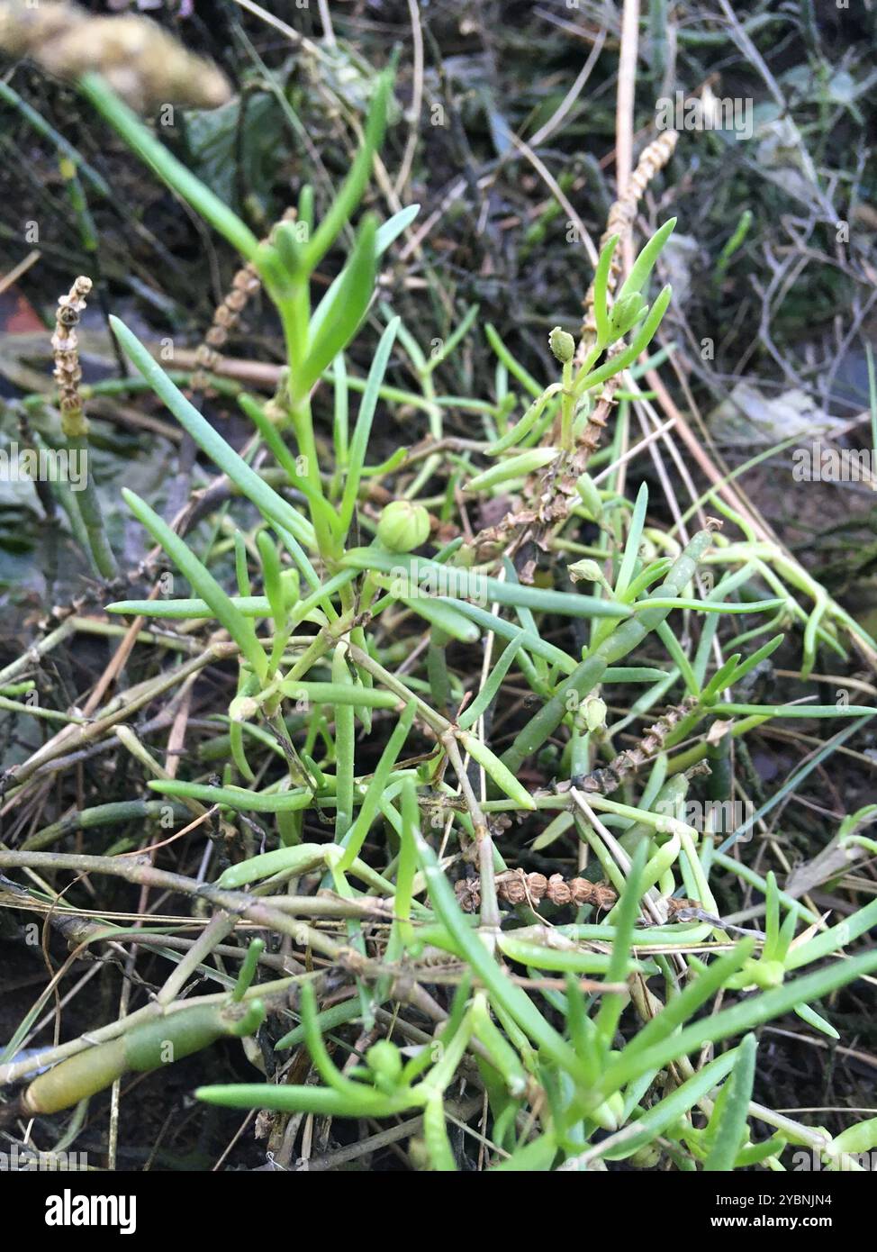 Saltmarsh Sand Spurry (Spergularia marina) Plantae Stock Photo - Alamy