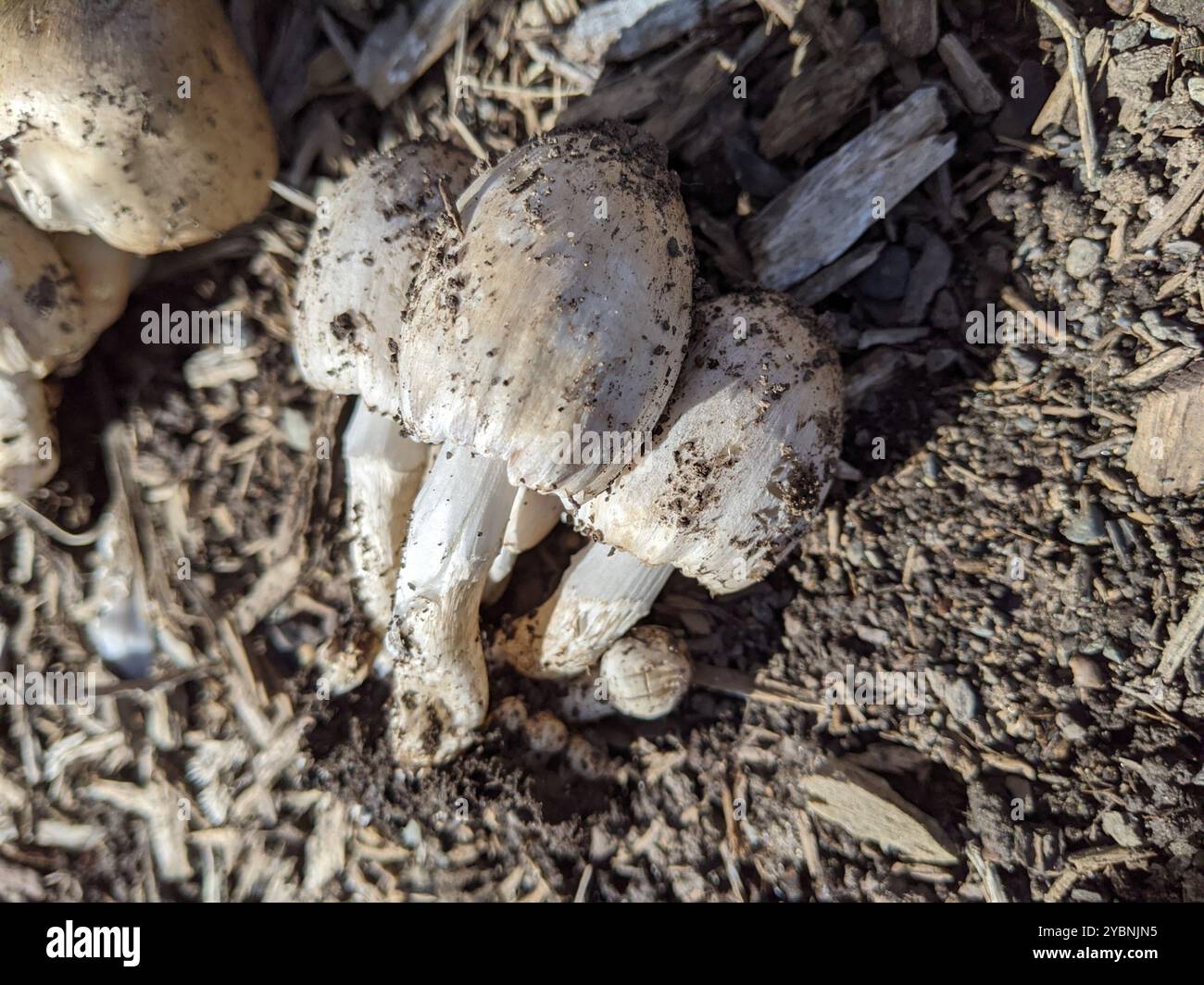 Common Ink Cap (Coprinopsis atramentaria) Fungi Stock Photo - Alamy