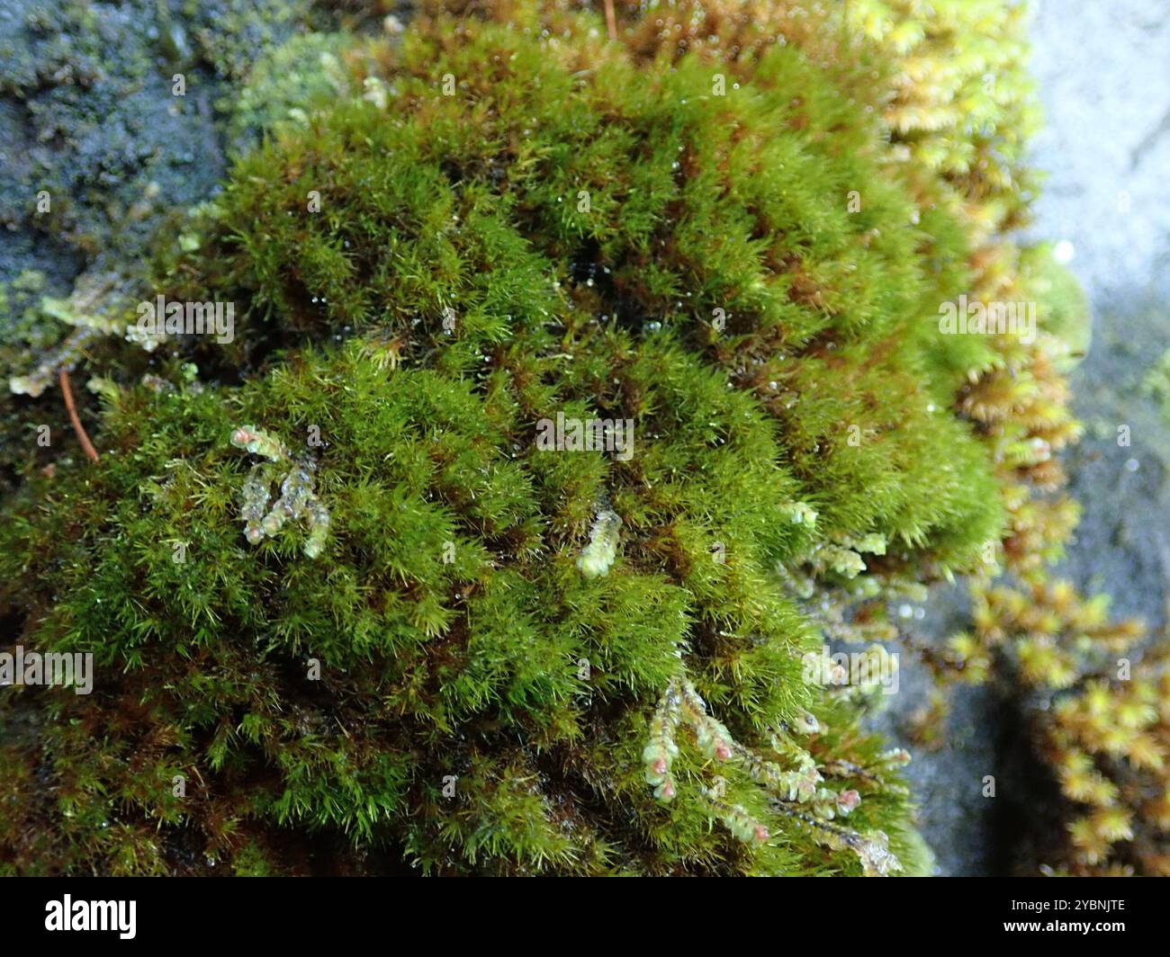 Sharp-leaved Blindia (Blindia acuta) Plantae Stock Photo - Alamy