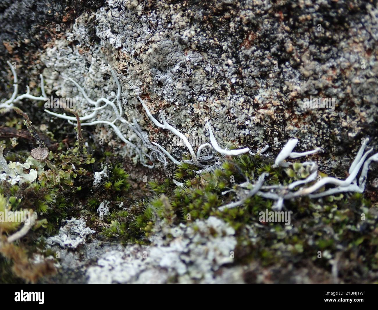 (Thamnolia vermicularis vermicularis) Fungi Stock Photo - Alamy