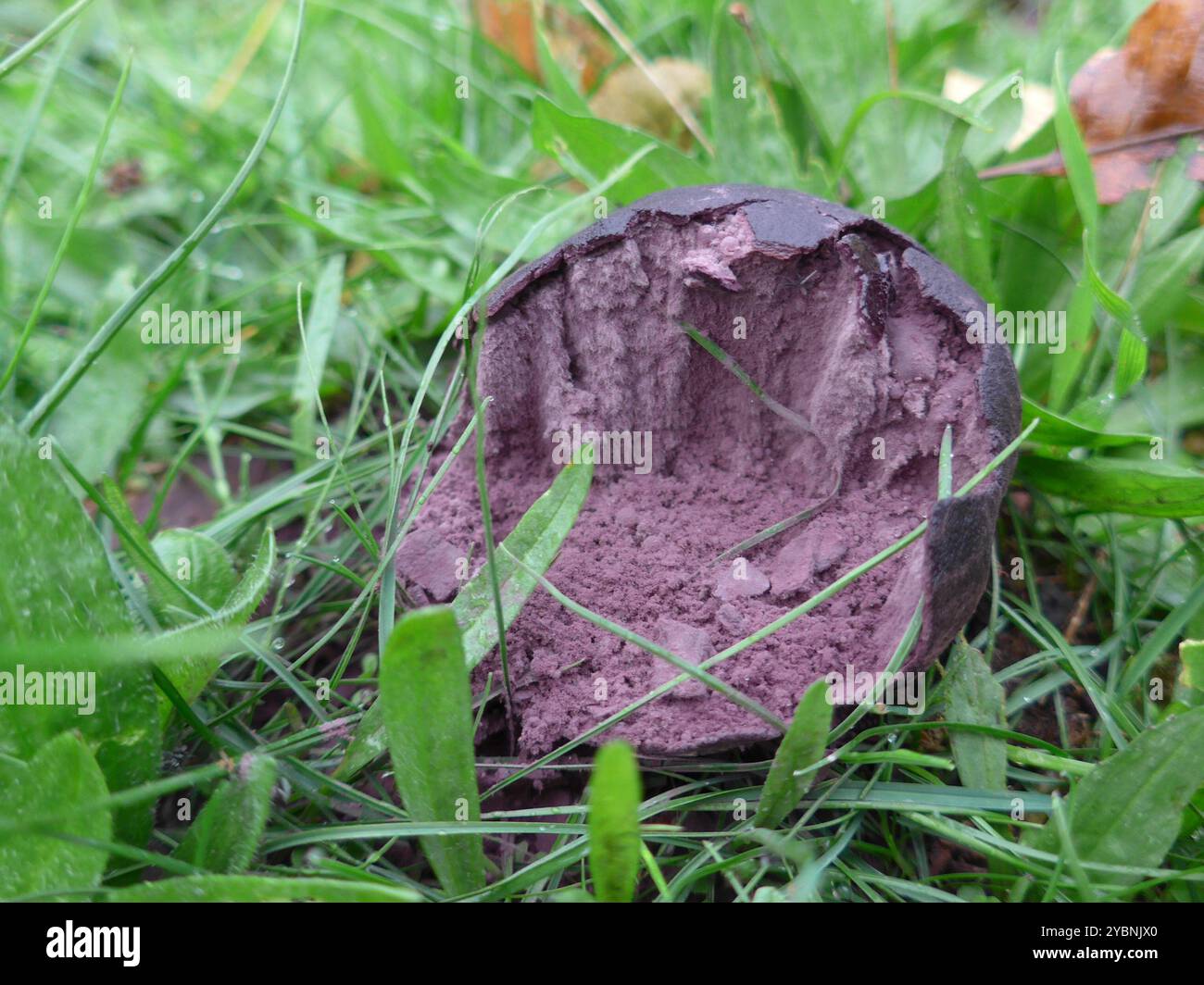 (Calvatia fragilis) Fungi Stock Photo - Alamy