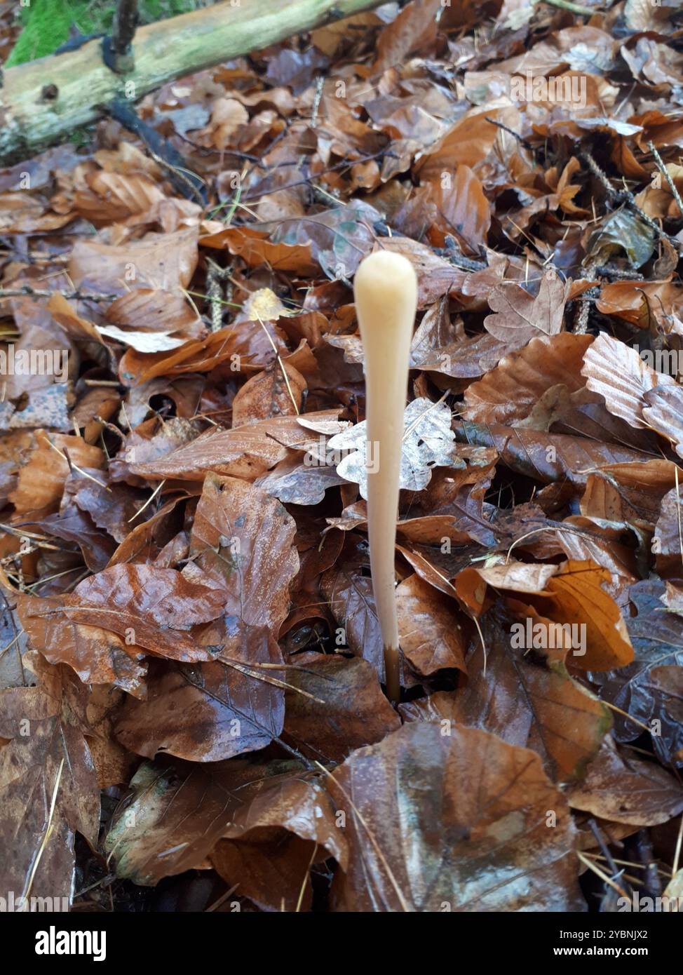 Pipe Club (Macrotyphula fistulosa) Fungi Stock Photo - Alamy