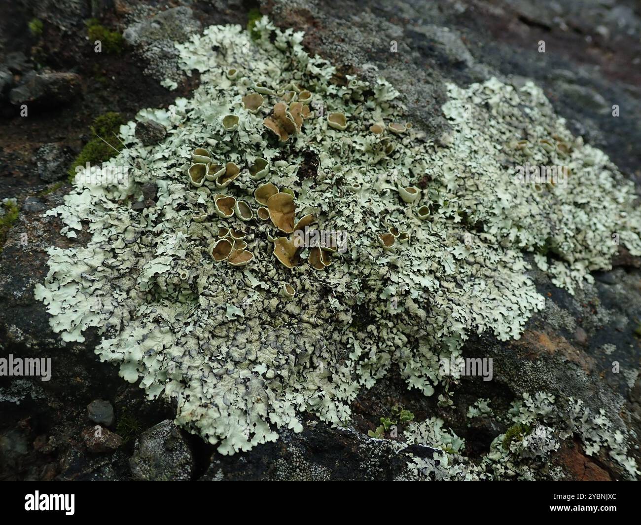 rock shield lichens (Xanthoparmelia) Fungi Stock Photo - Alamy