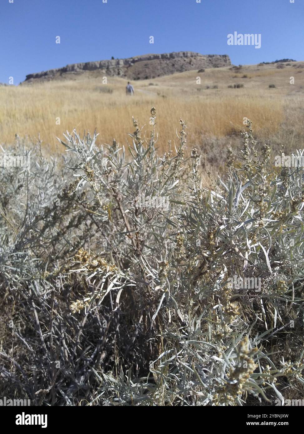 Silver Sagebrush (Artemisia cana) Plantae Stock Photo - Alamy