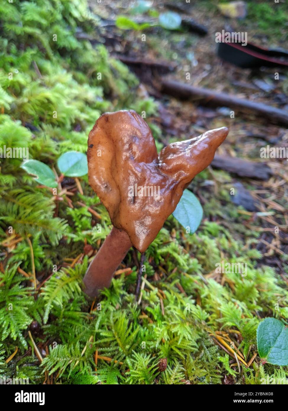 Saddle-shaped False Morel (Gyromitra infula) Fungi Stock Photo - Alamy