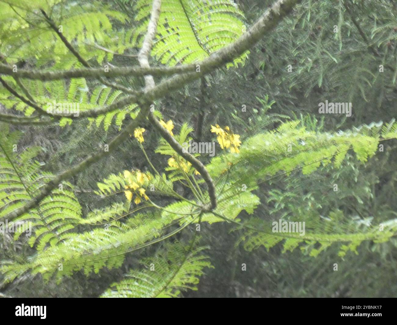 Brazilian fern tree (Schizolobium parahyba) Plantae Stock Photo - Alamy