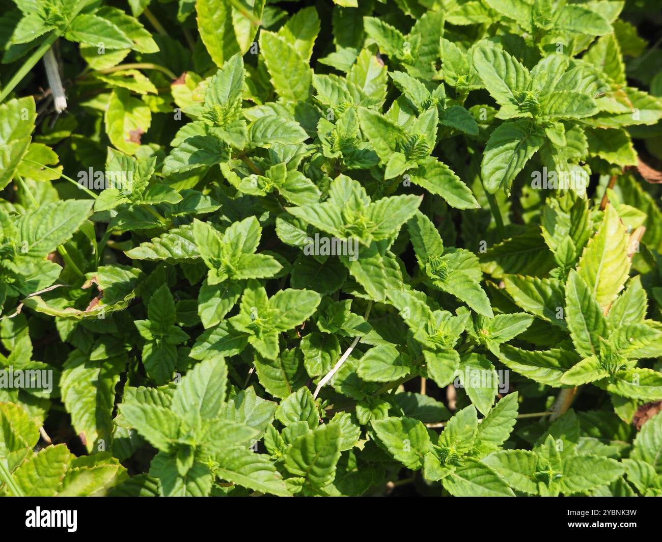 Chinese Mesona (Platostoma palustre) Plantae Stock Photo - Alamy