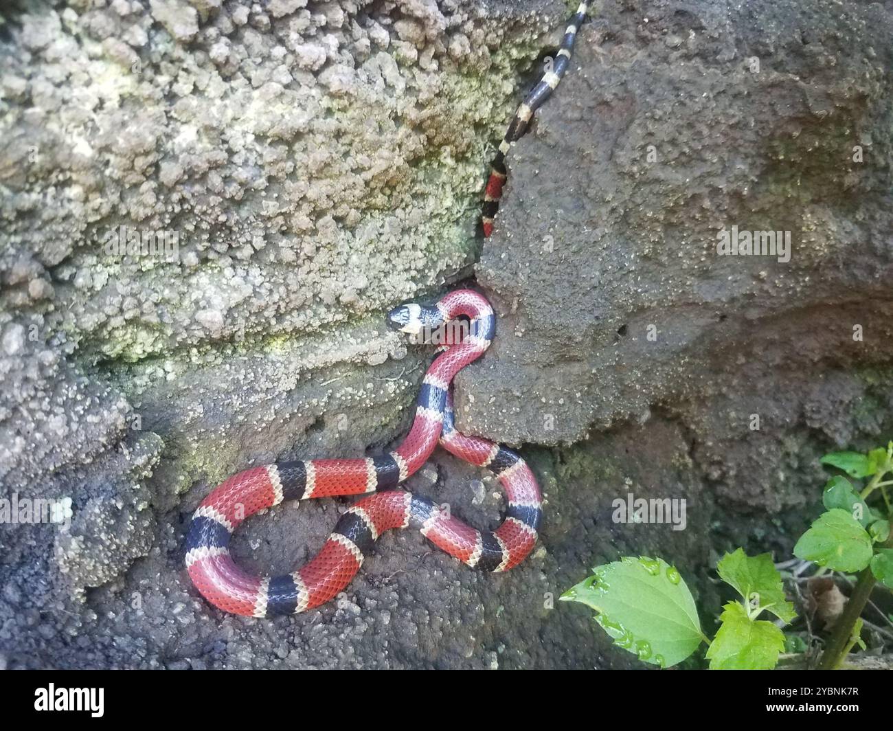Central American Coralsnake (Micrurus nigrocinctus) Reptilia Stock ...