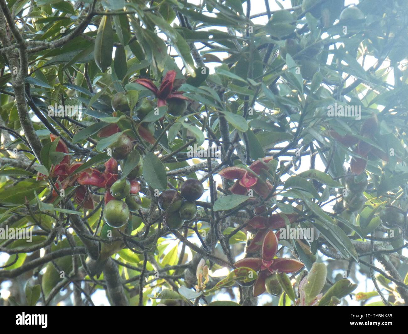 attorney trees (Clusia) Plantae Stock Photo - Alamy