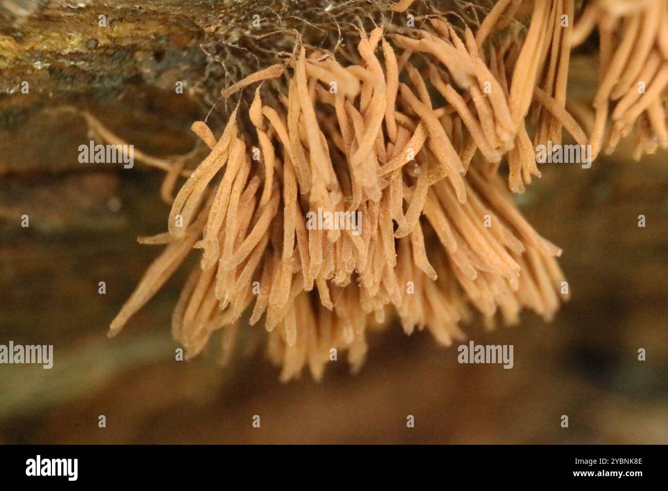 (Stemonitis axifera) Protozoa Stock Photo - Alamy