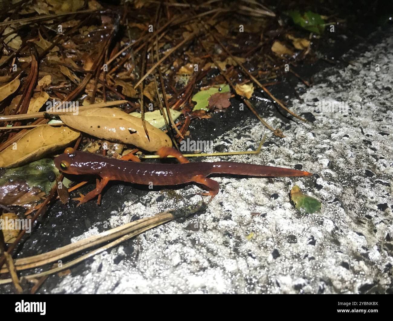 Ensatina (Ensatina eschscholtzii) Amphibia Stock Photo - Alamy