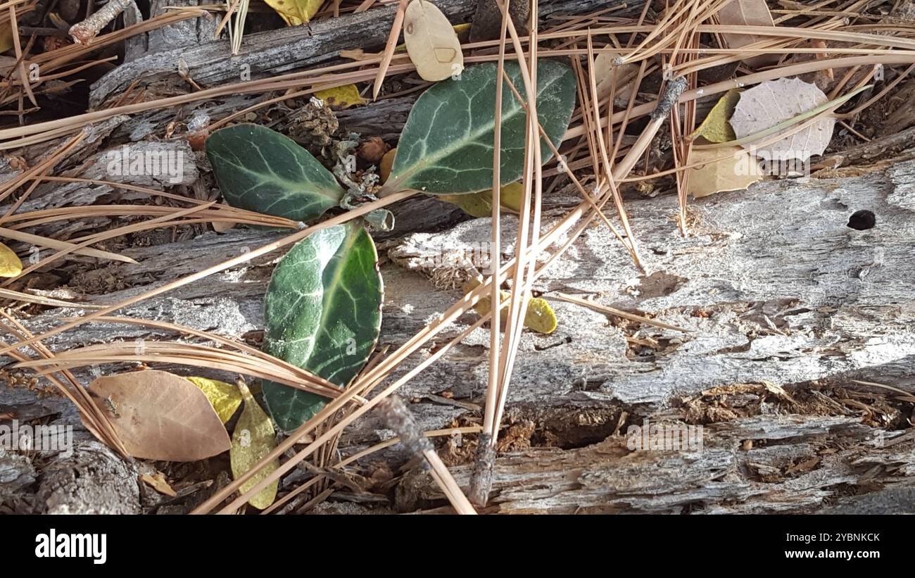 white-veined wintergreen (Pyrola picta) Plantae Stock Photo - Alamy