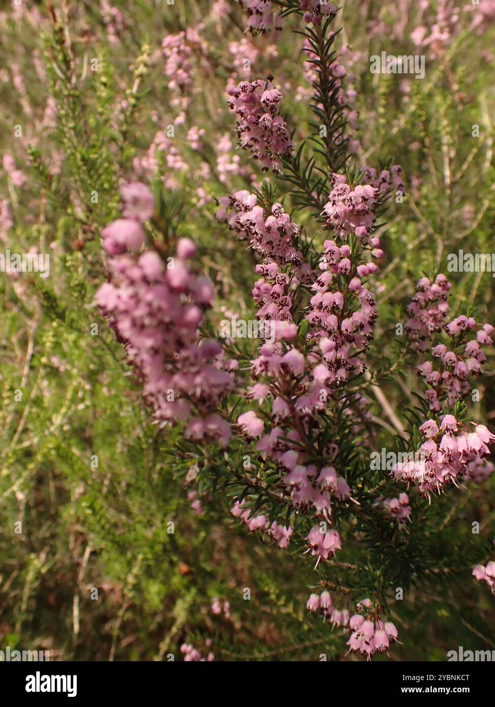 Autumn Heather (Erica manipuliflora) Plantae Stock Photo - Alamy