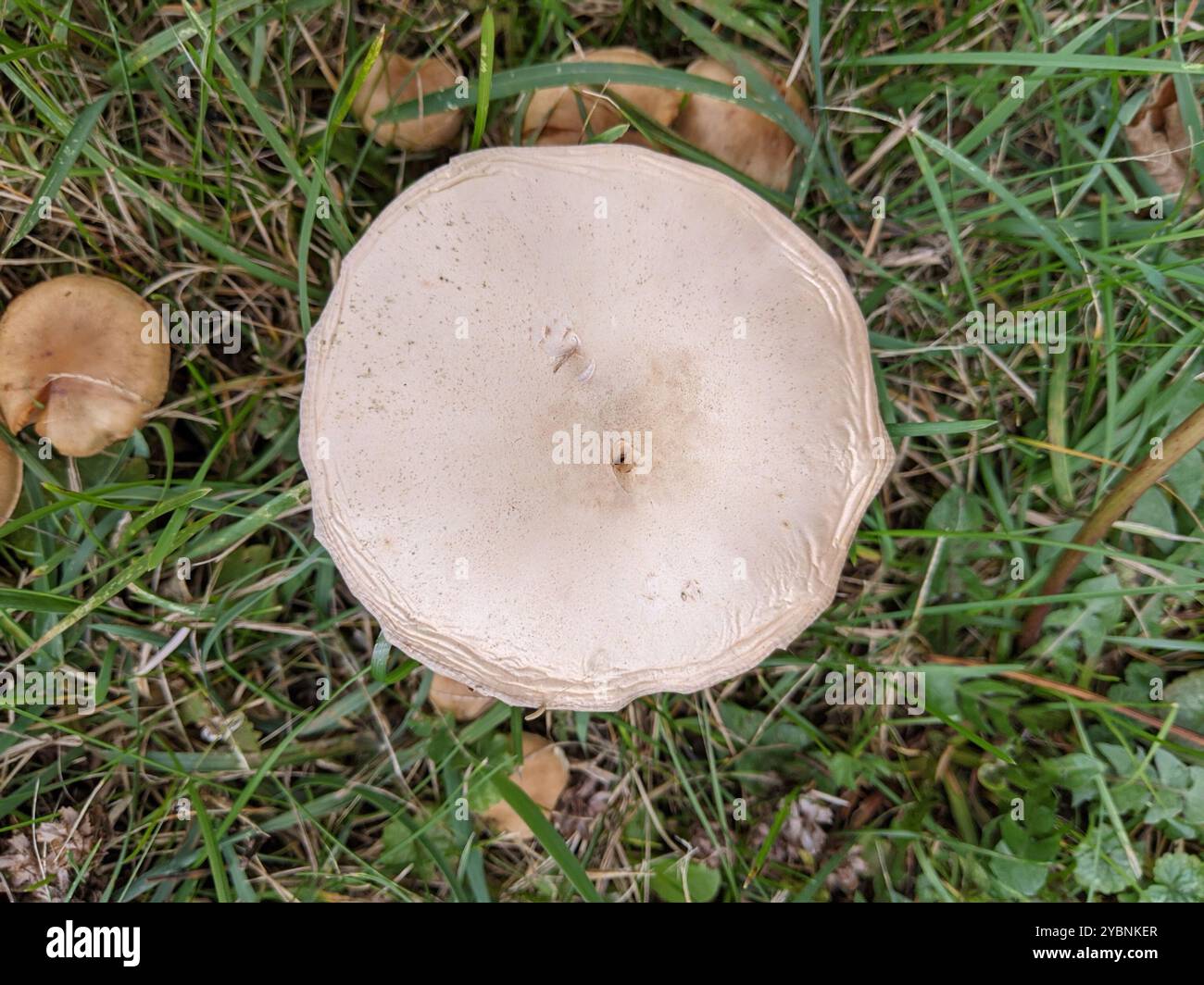 White Dapperling (Leucoagaricus leucothites) Fungi Stock Photo - Alamy