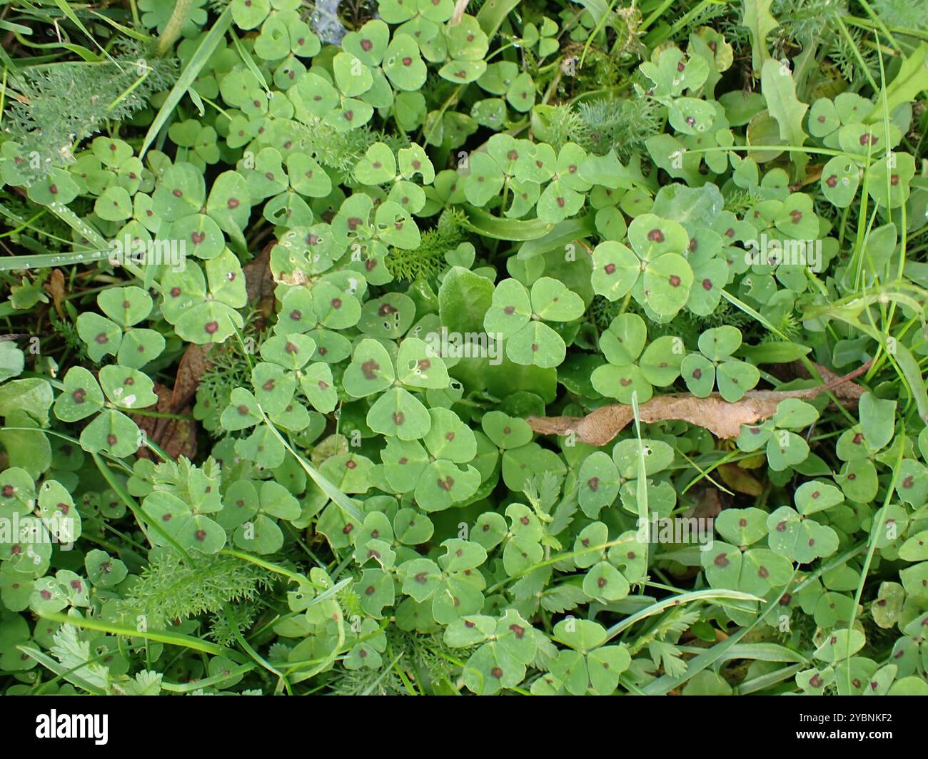 Spotted medick (Medicago arabica) Plantae Stock Photo - Alamy