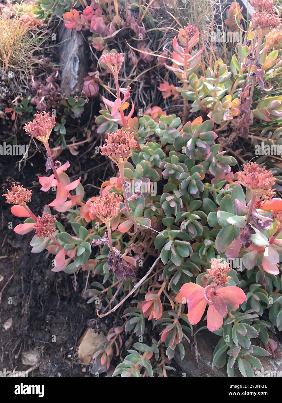 western roseroot (Rhodiola integrifolia) Plantae Stock Photo - Alamy