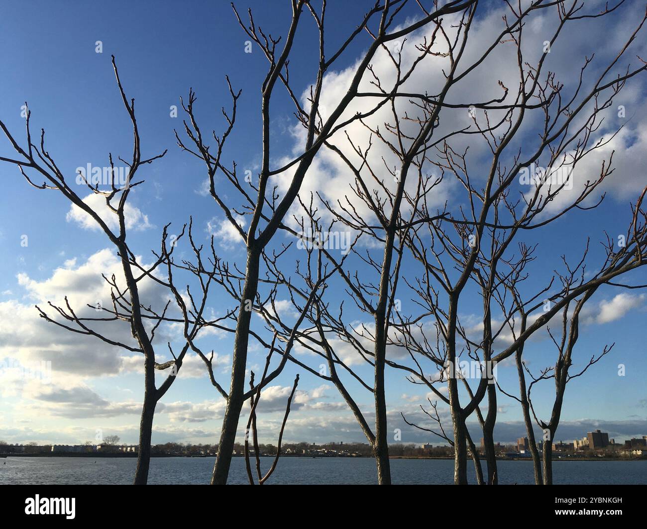 tree-of-heaven (Ailanthus altissima) Plantae Stock Photo - Alamy