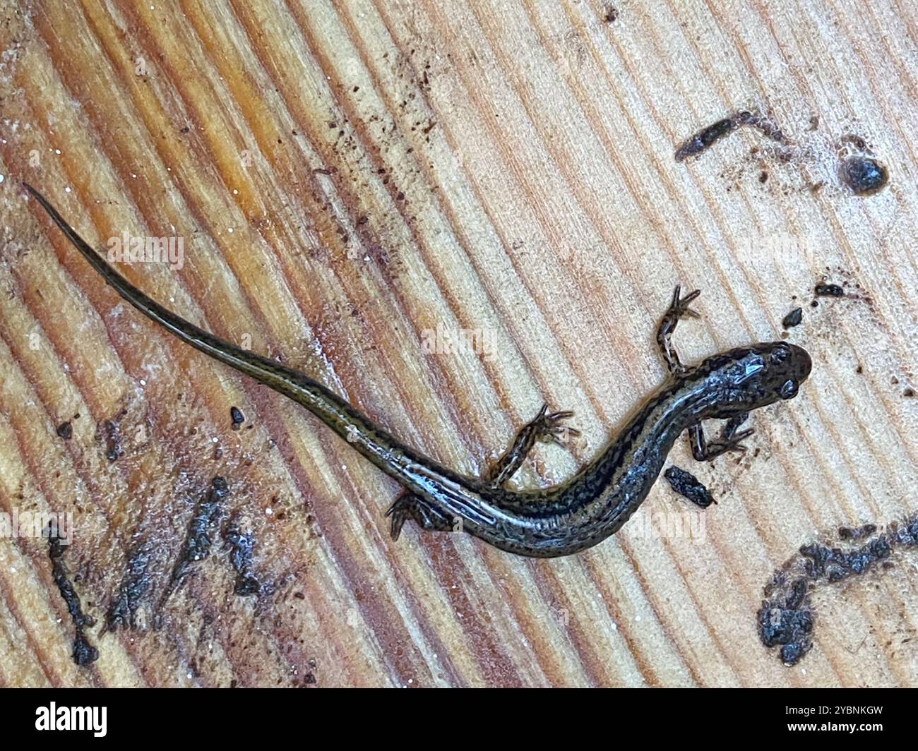 Northern Two-lined Salamander (Eurycea bislineata) Amphibia Stock Photo ...