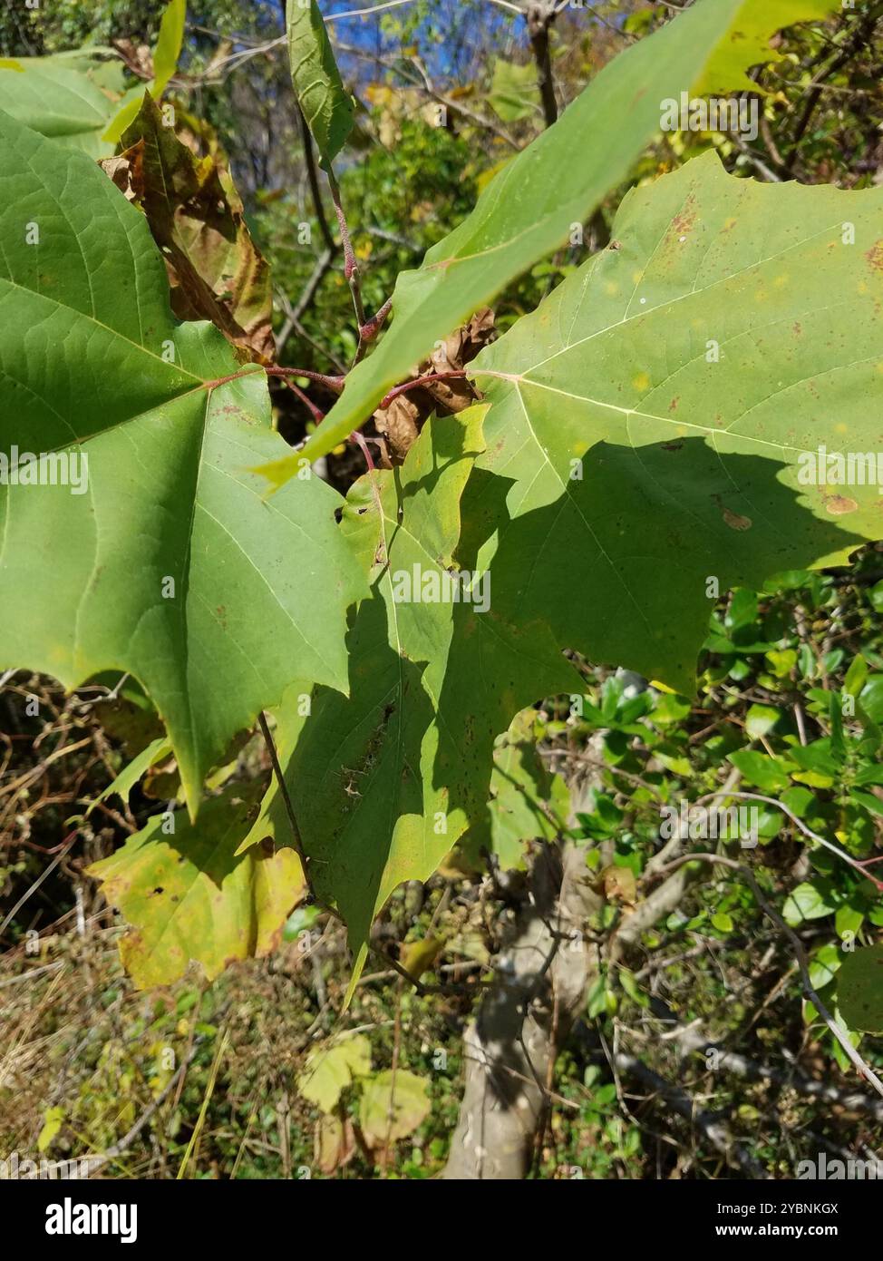 American sycamore (Platanus occidentalis) Plantae Stock Photo - Alamy