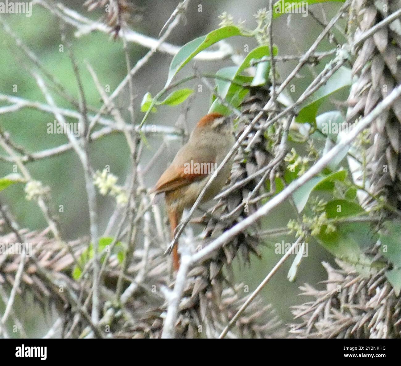 Pallid Spinetail (Cranioleuca pallida) Aves Stock Photo - Alamy