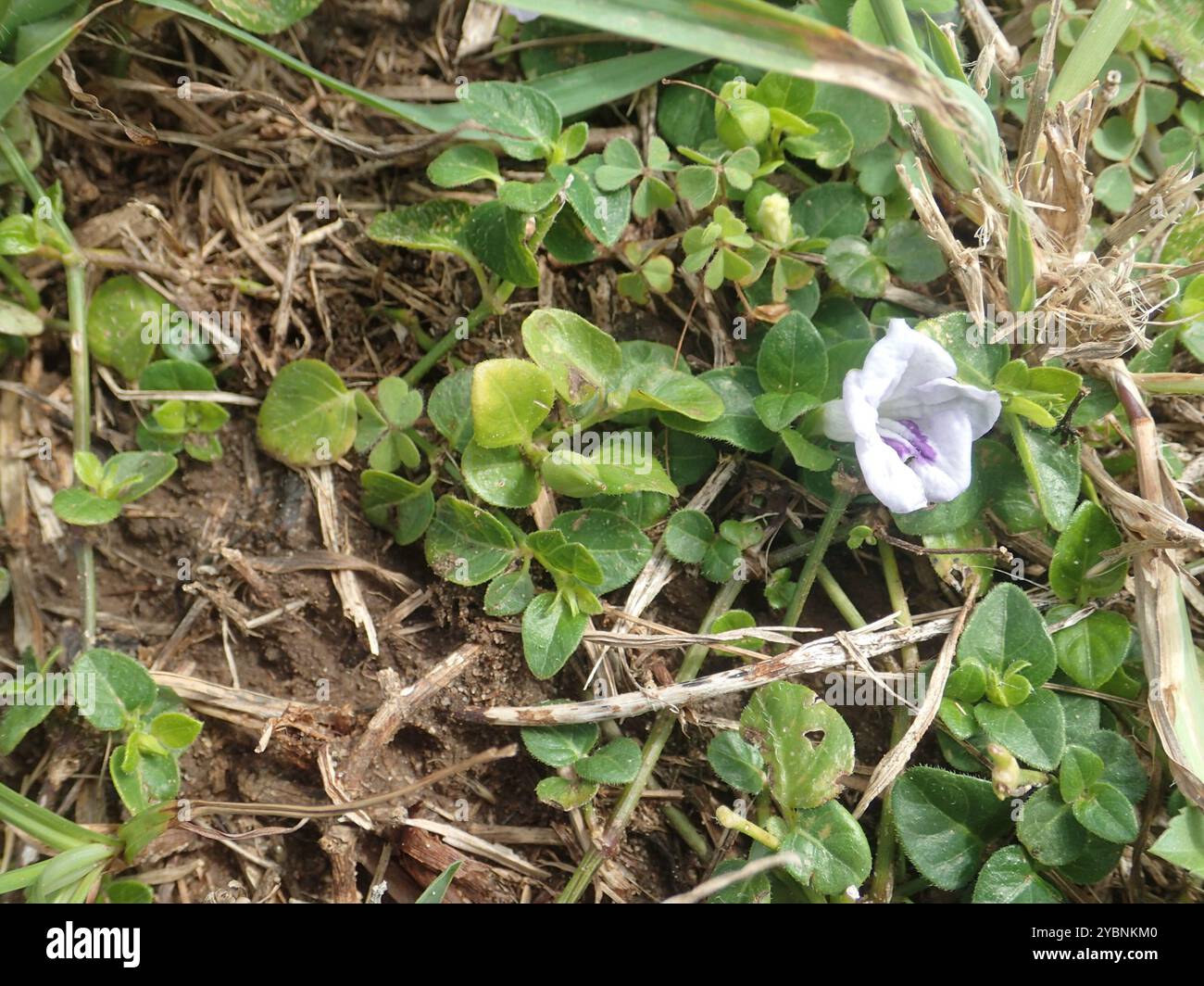 Creeping Ruellia (Ruellia repens) Plantae Stock Photo - Alamy